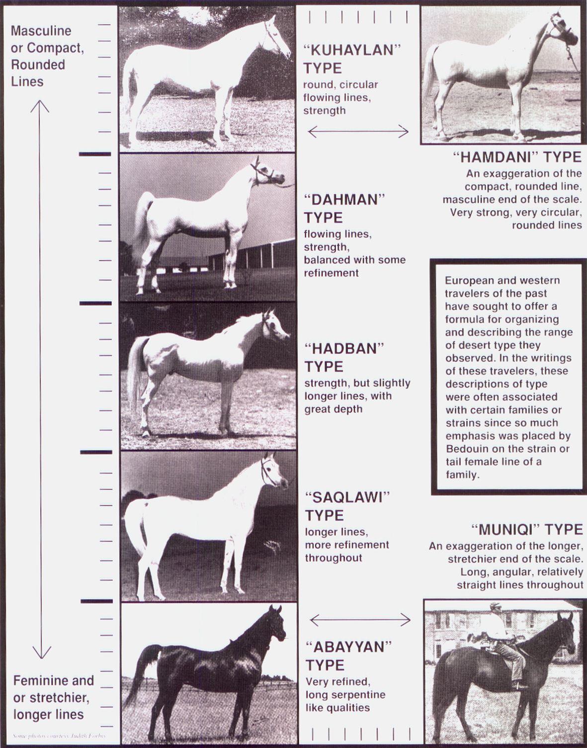 Arabian Horse History | Al Ex Arabians
